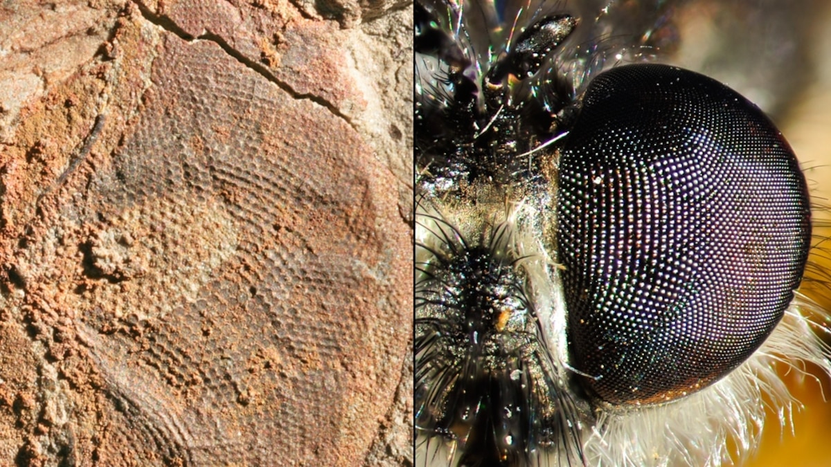 Pictures: Prehistoric Eyes Found—Surprisingly Advanced | National ...