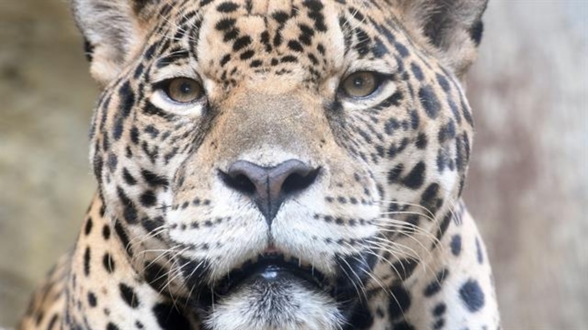 Rare Jaguars Caught in Camera Traps—for Science | National Geographic