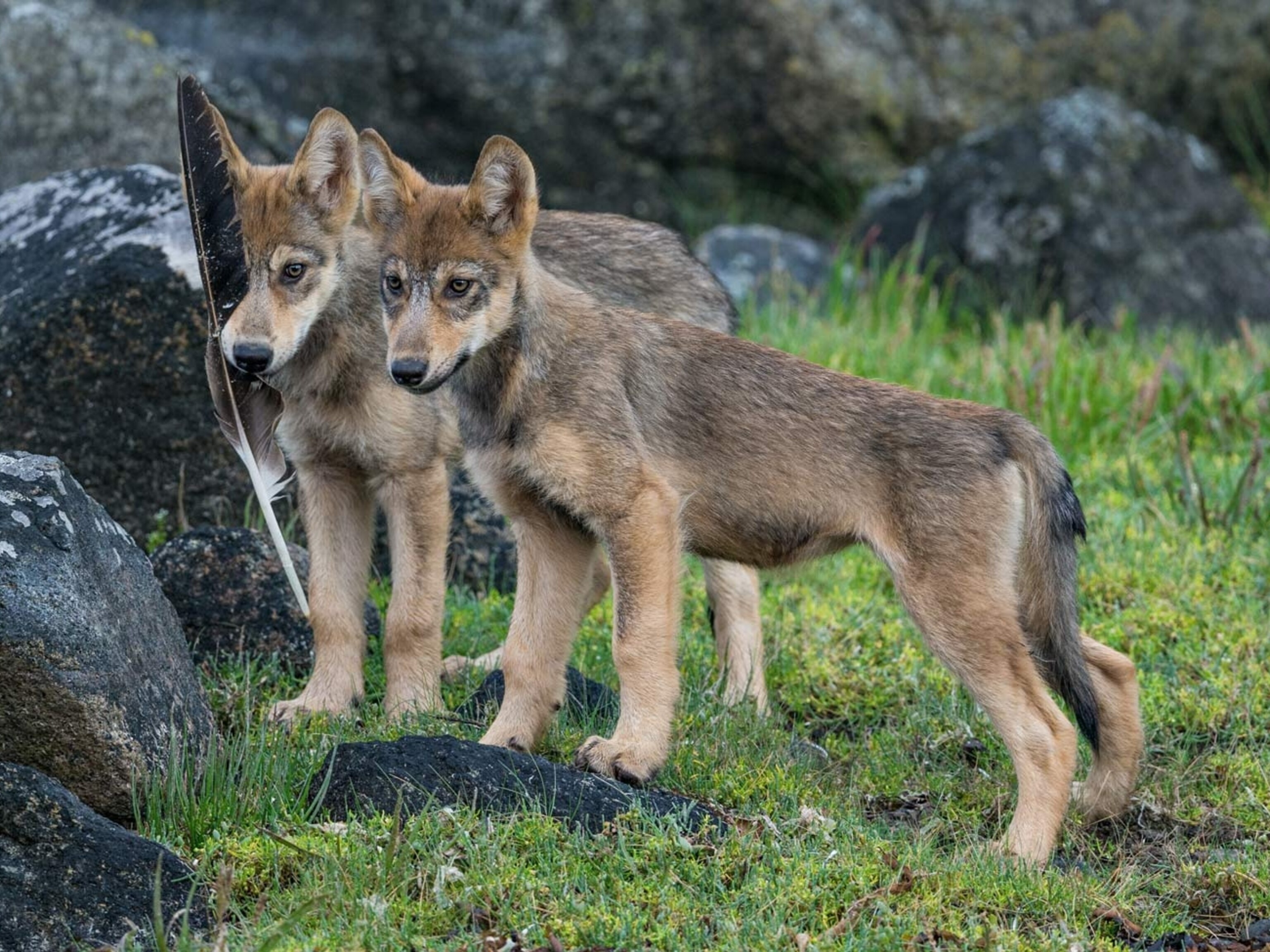 How to Catch a Glimpse of Canada’s Coastal Wolves? Wait, and Then Wait ...