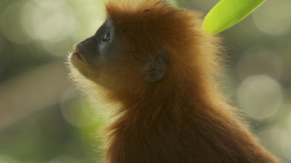 Red Leaf Monkey | National Geographic | National Geographic