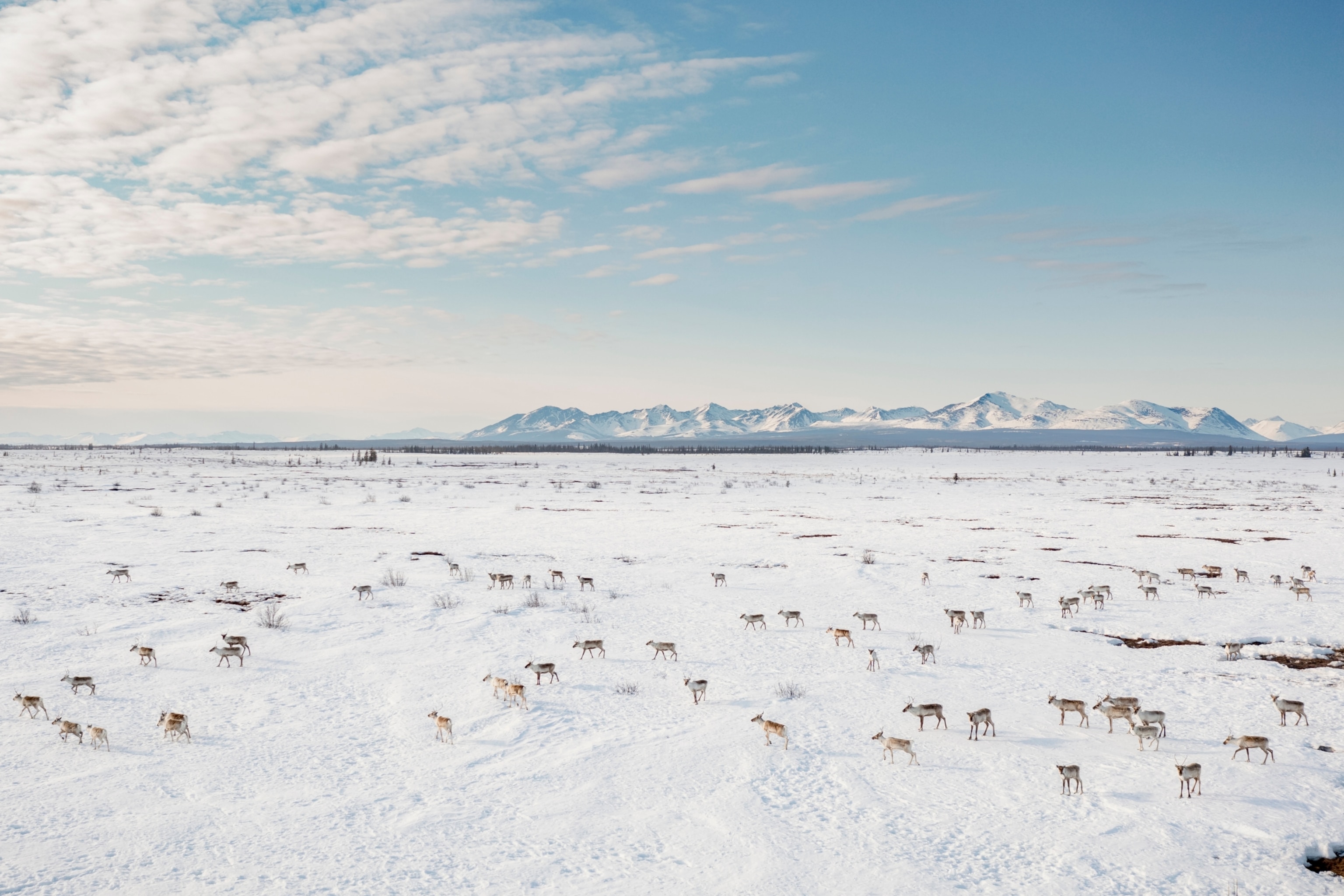 Where are all the caribou?