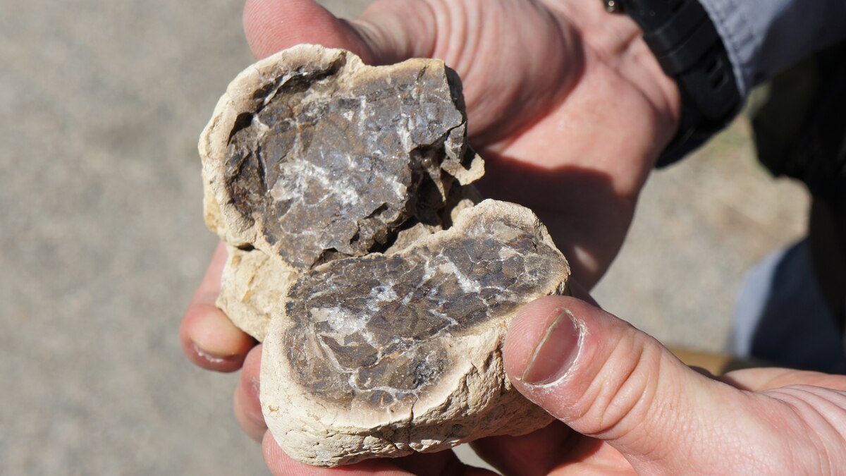New fossils offer rare glimpse at life after a global apocalypse ...