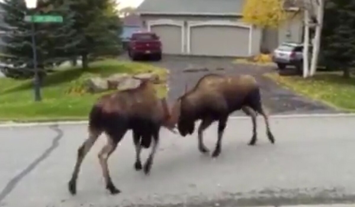 Why These Moose are Butting Heads on a Suburban Street