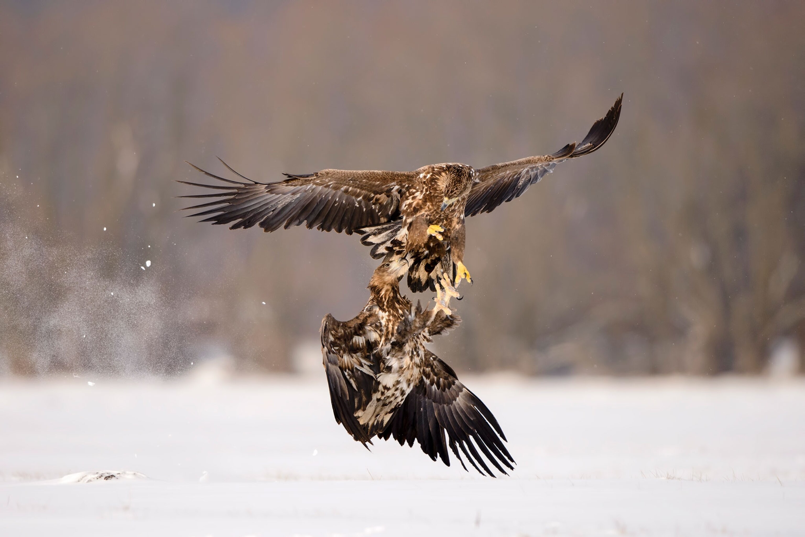 Vampire Bats Survive by Only Eating Blood—Now We Know How