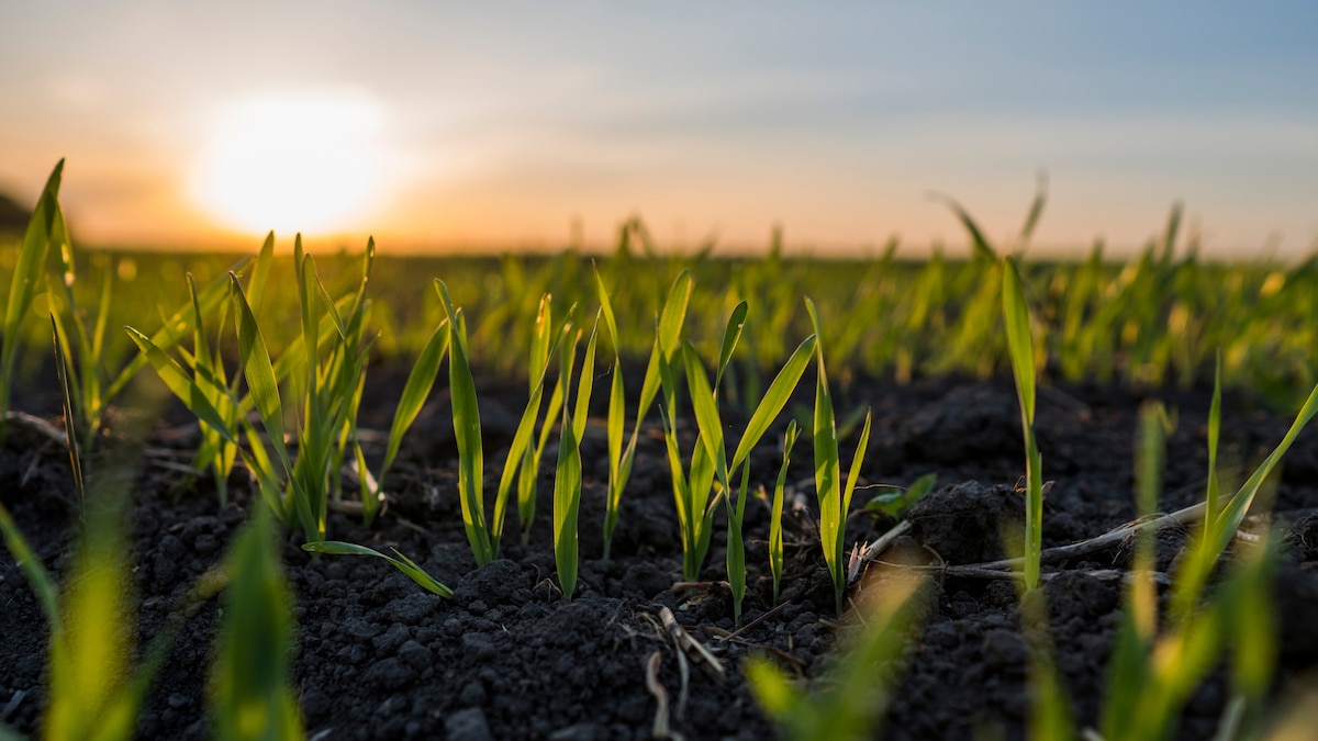 Why Soil Matters (and what we can do to save it) | National Geographic