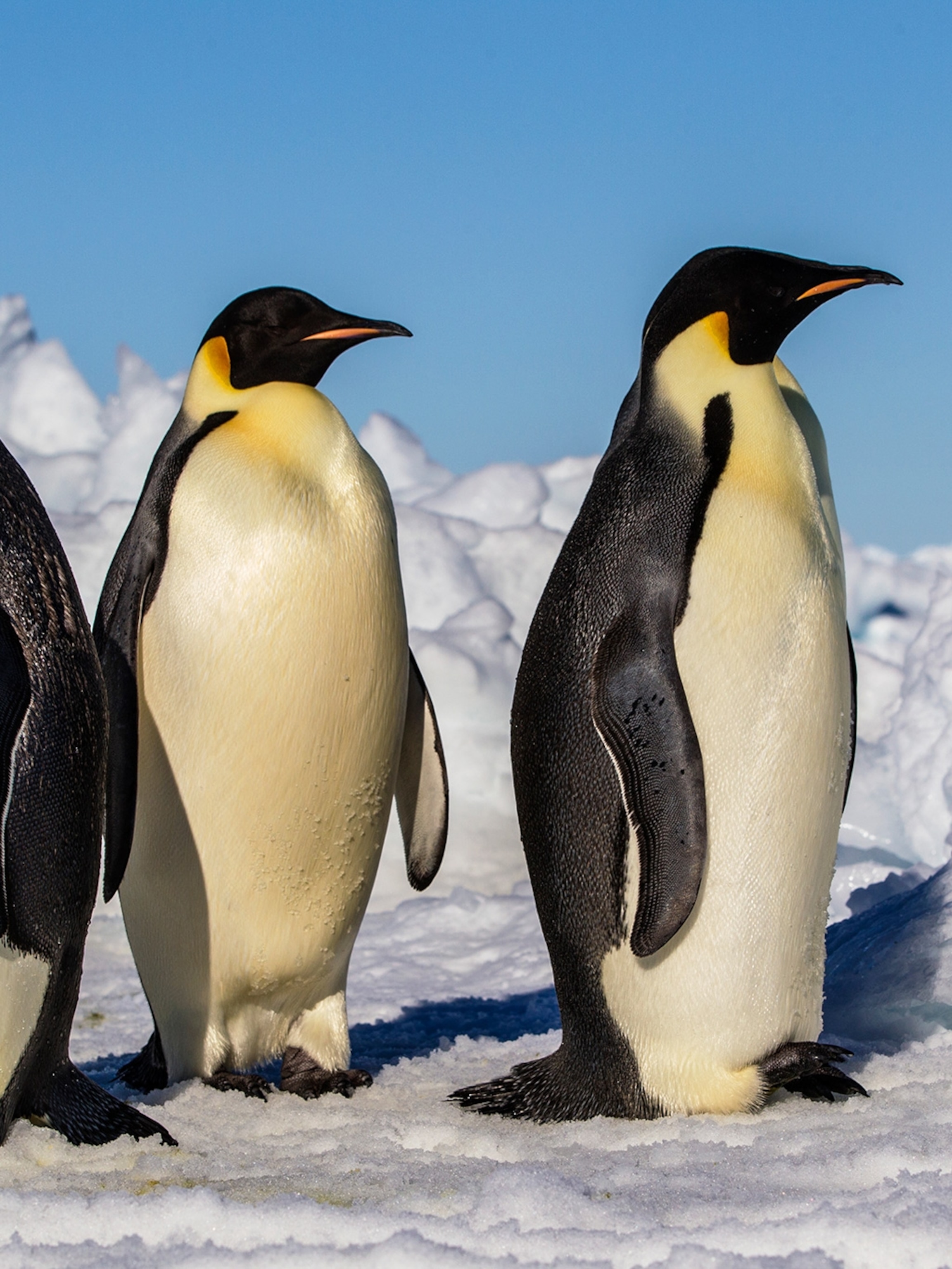 What Do Penguins Look Like