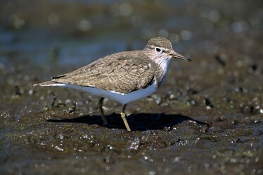 Common Sandpiper | National Geographic