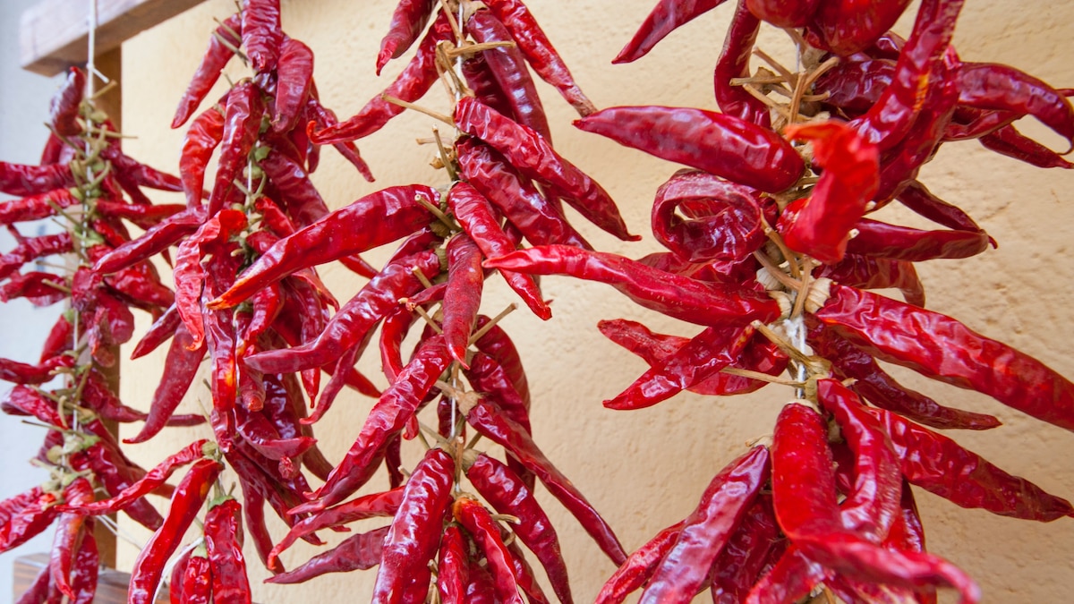 This hot pepper is surviving Italy's extreme heat wave | National ...
