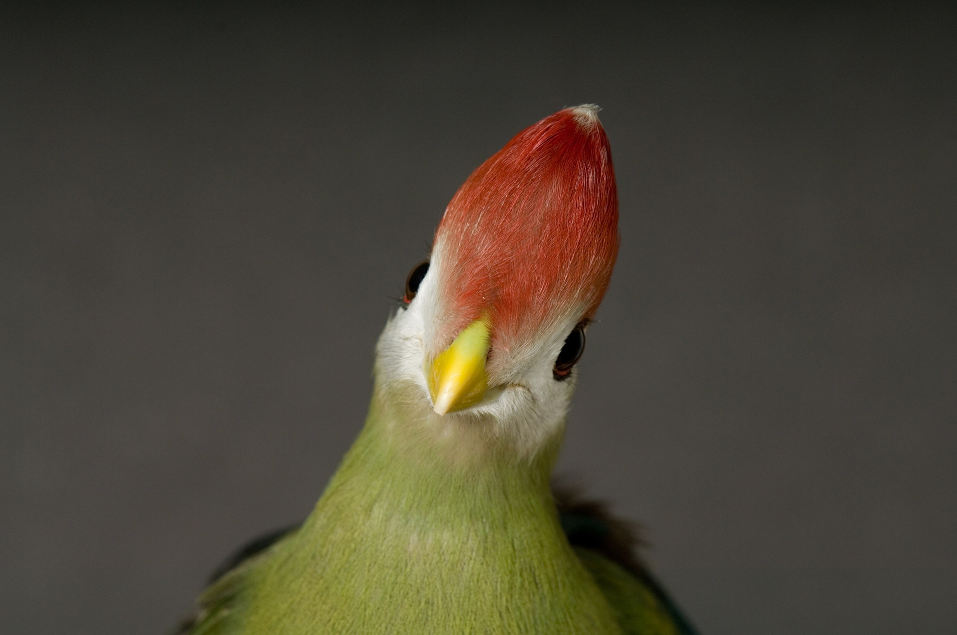 A Flight of Birds: Photo Ark Gallery — National Geographic Animals ...