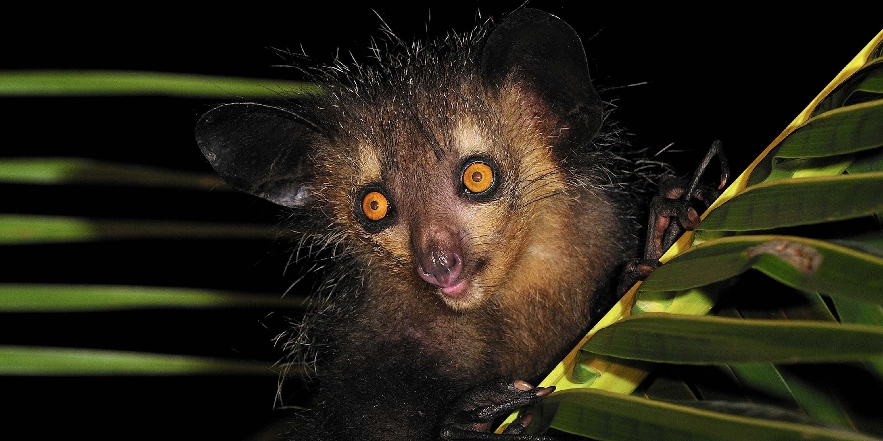 All Real Animals In One Picture