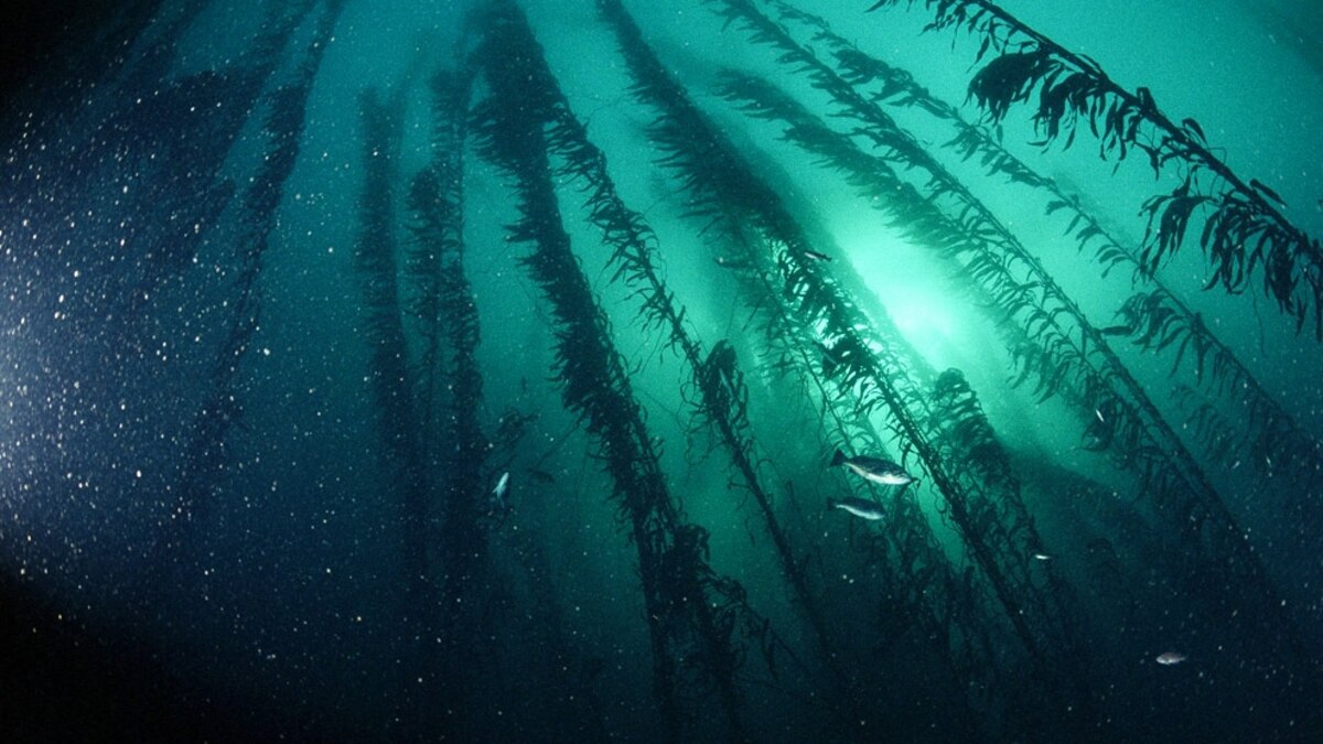 Kelp Gardens in California and Around the World | National Geographic