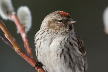 Common Redpoll | National Geographic