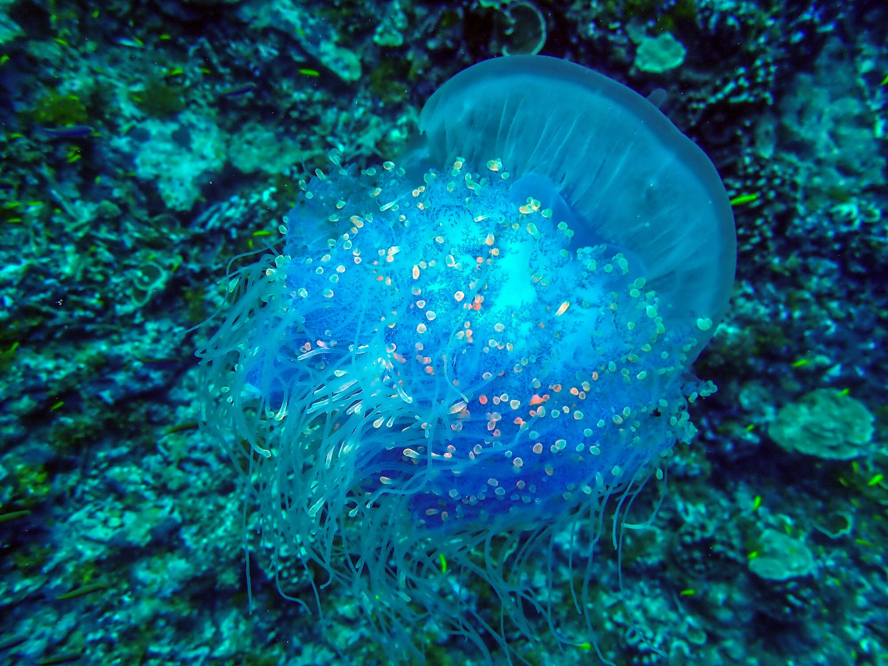 Once devastated, these Pacific reefs have seen an amazing rebirth