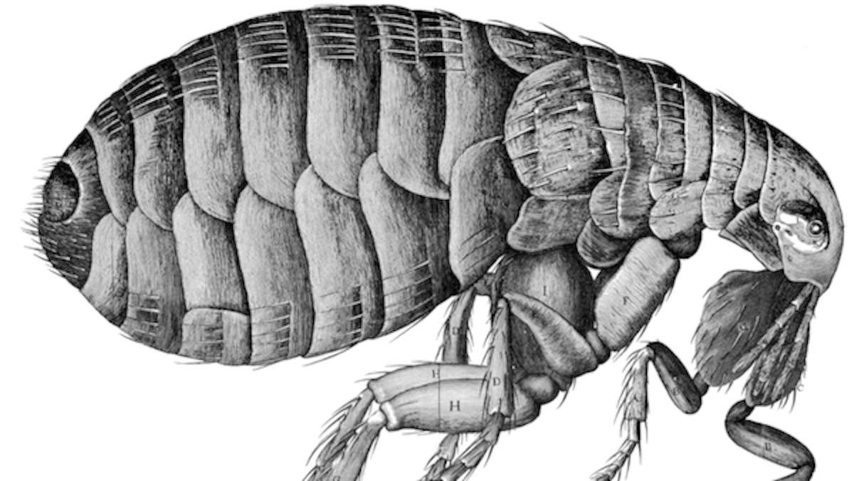 The flea's mighty jump | National Geographic