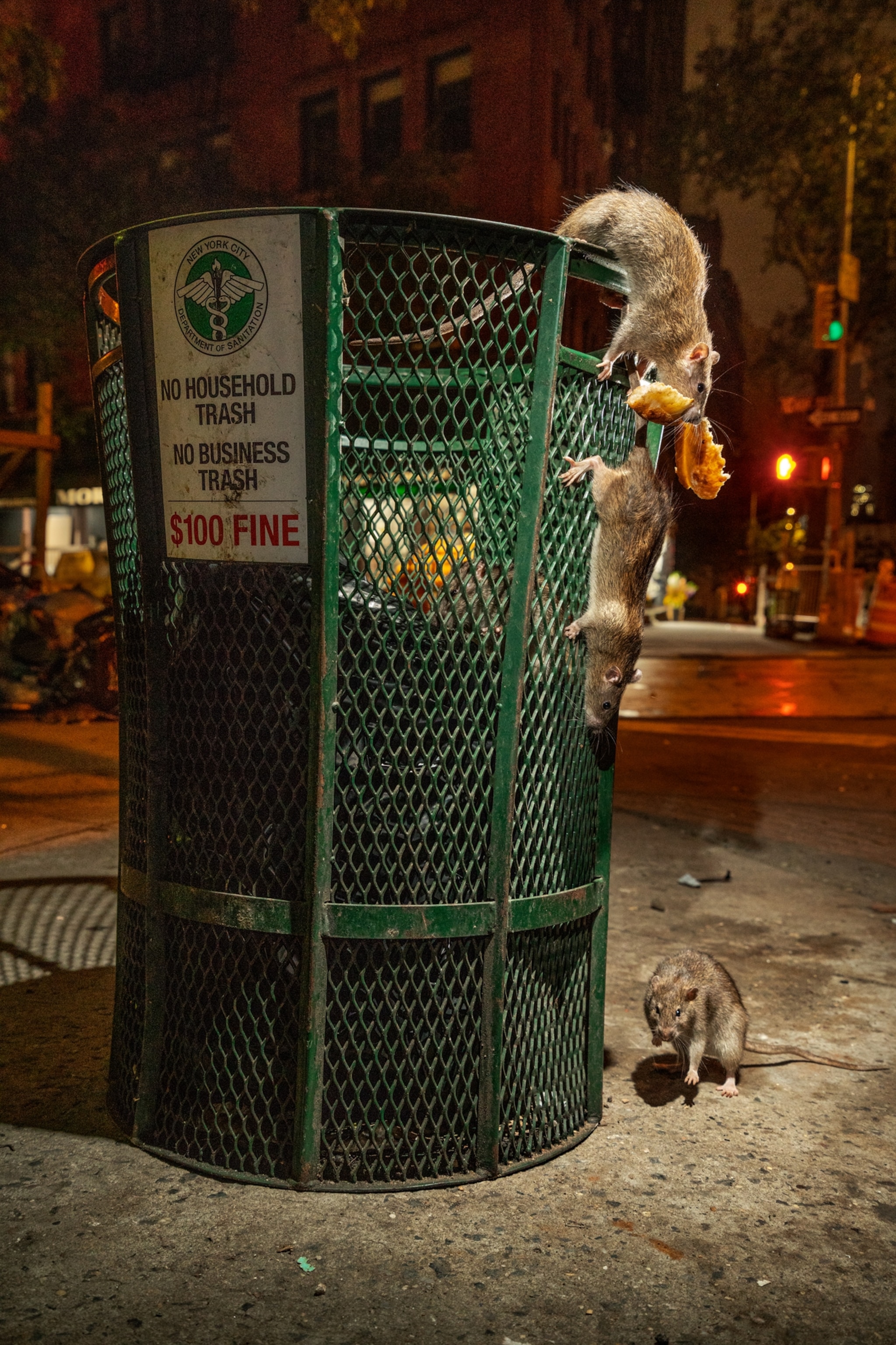 How rats became an inescapable part of city living