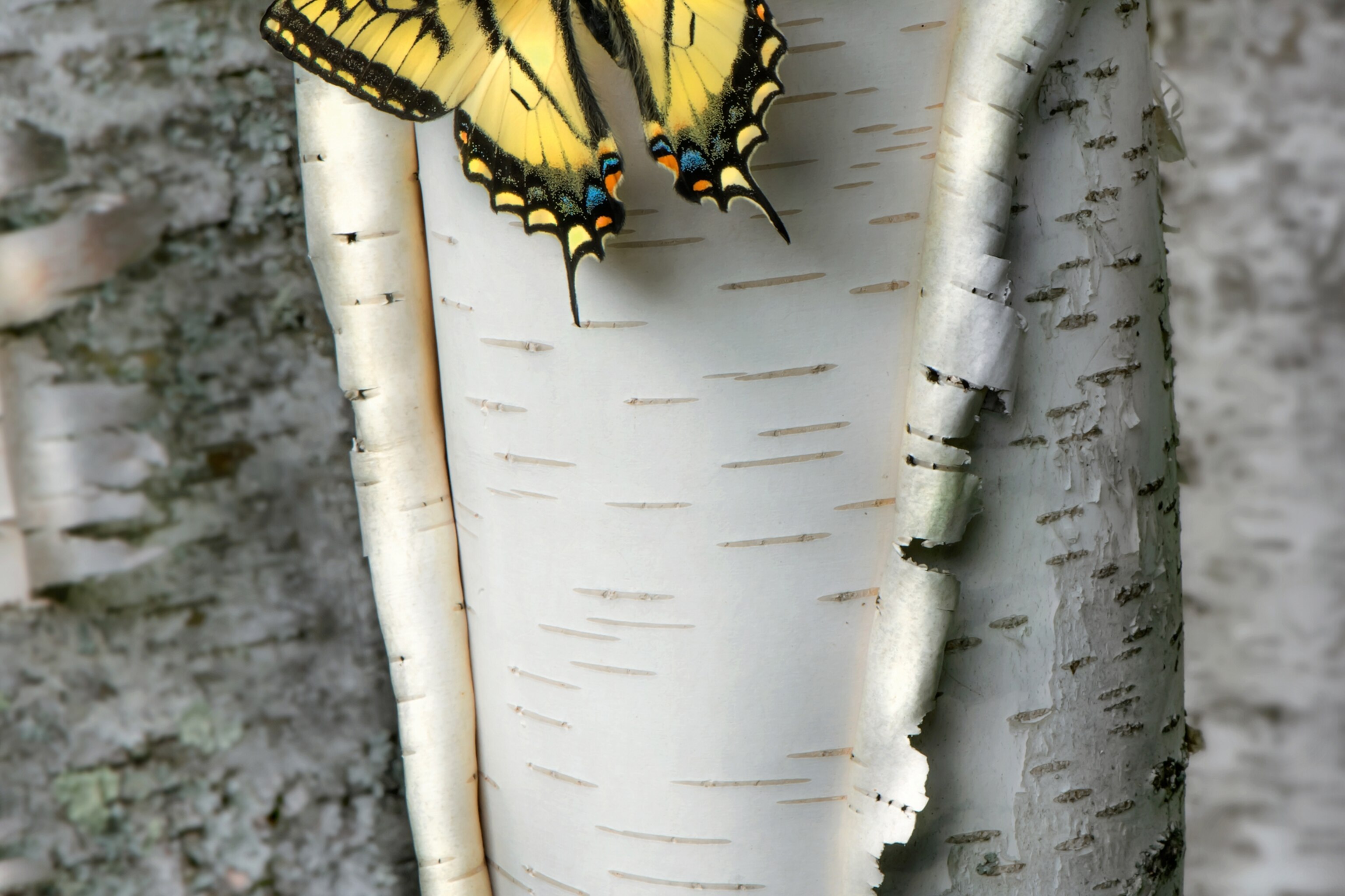 Pictures of the Spring Landscape in Minnesota