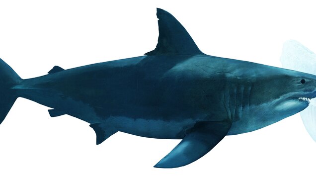 Carcharodon Megalodon Vs Great White