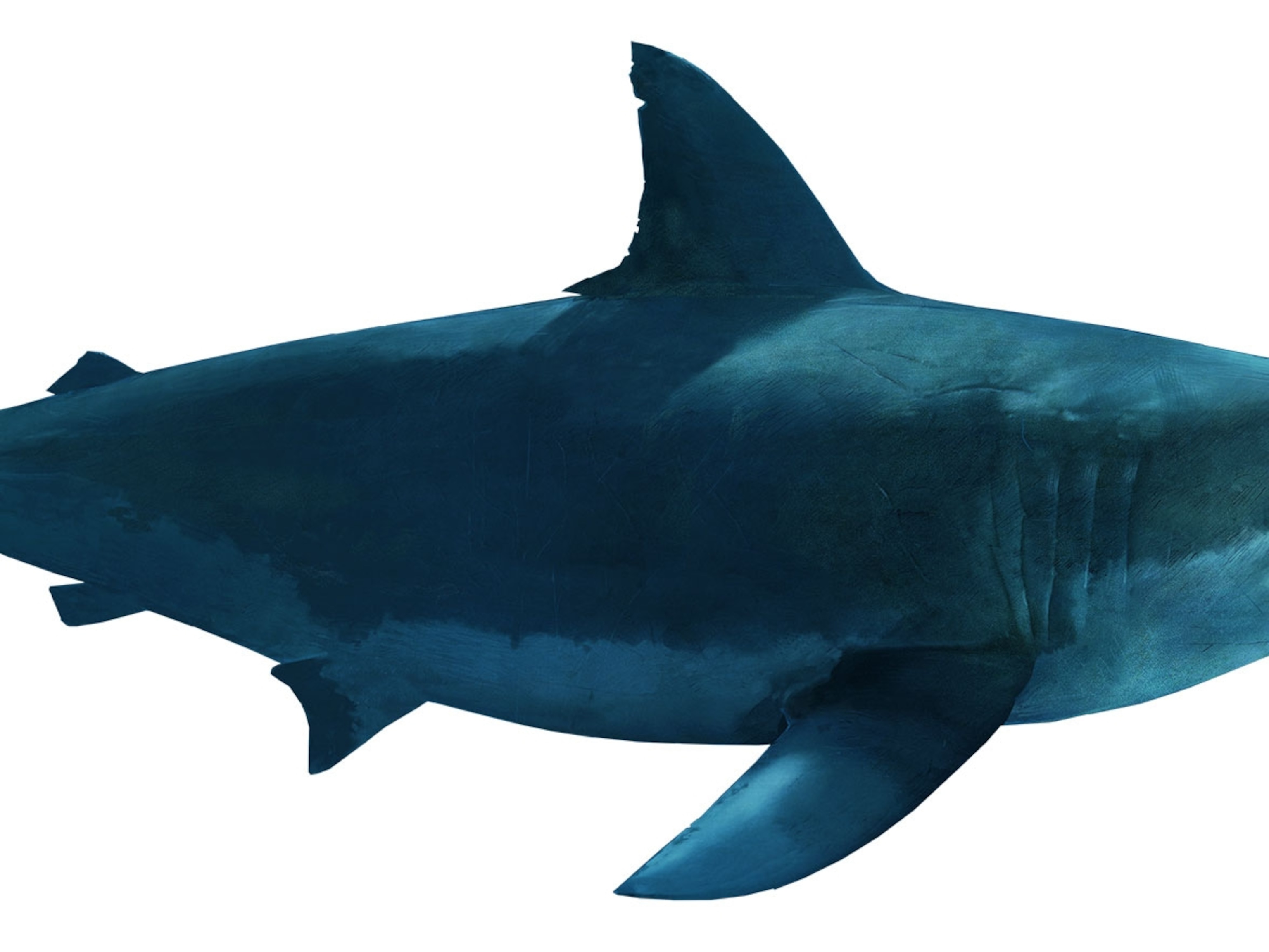 The Meg Legends Of The Multi Universe Wiki Fandom, 56% OFF