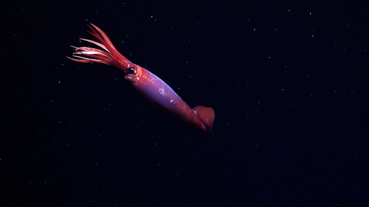 We've never seen this rare squid alive in the wild—until now | National ...