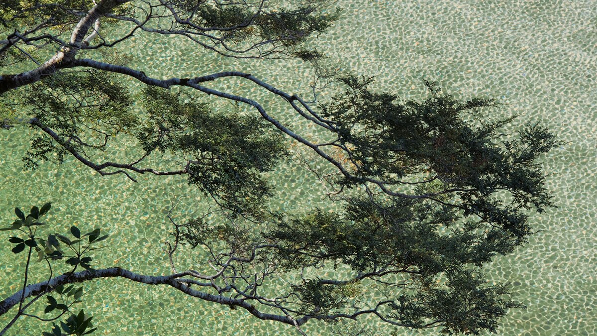 Where Greenstone Grows | National Geographic