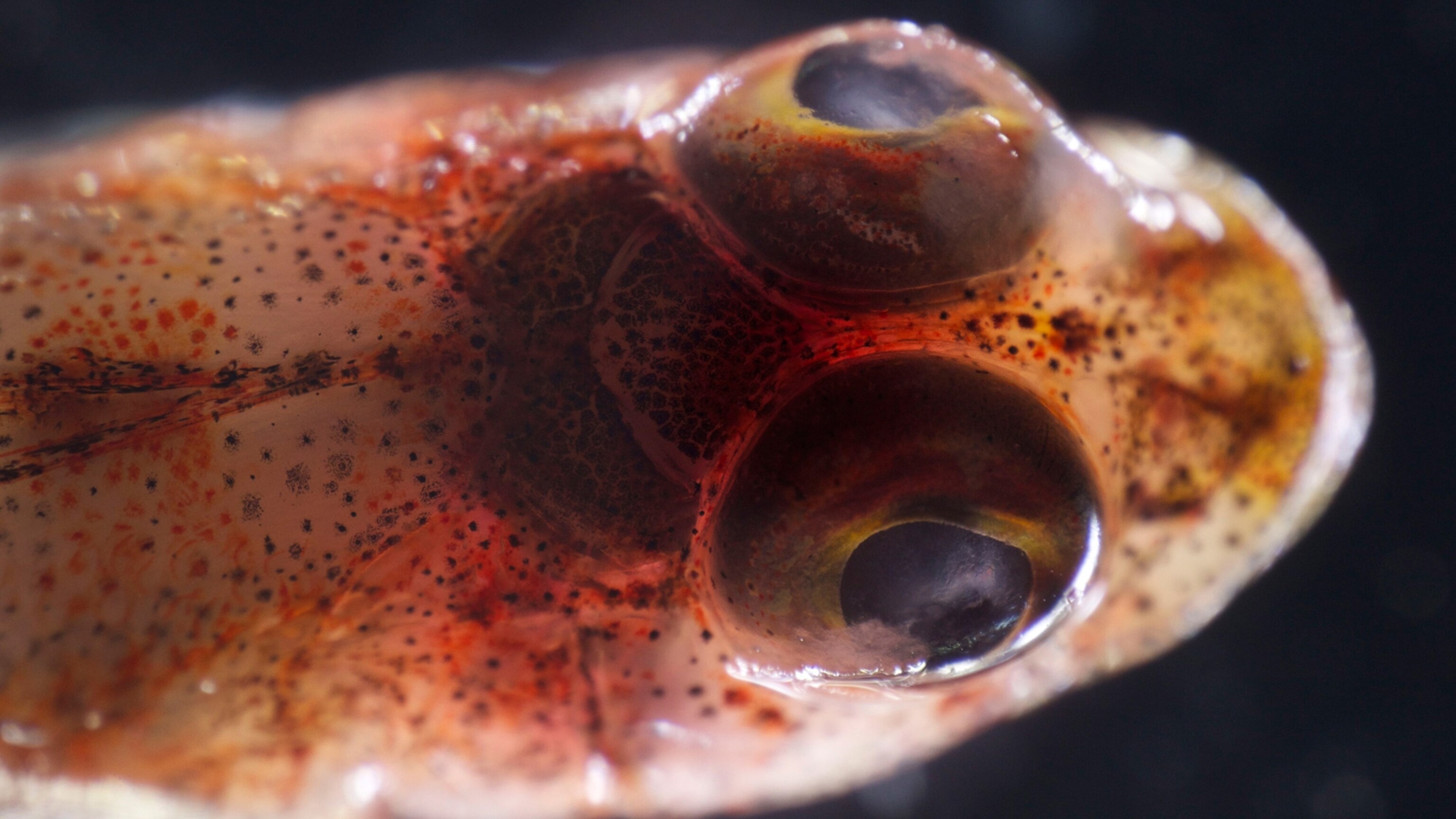 Pictures: Fish Light Up in Neon Colors