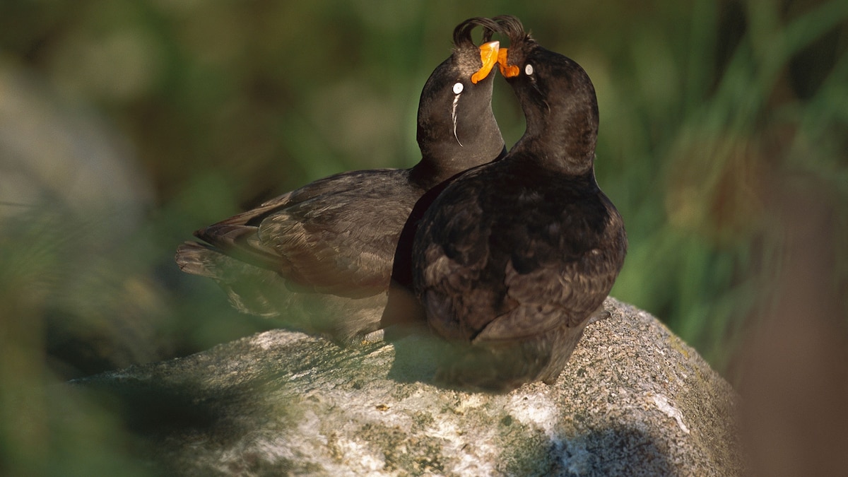 These Birds Make Their Own Citrus-Scented Cologne | National Geographic