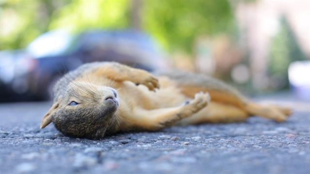 Everything You Were Afraid to Ask About Roadkill | National Geographic