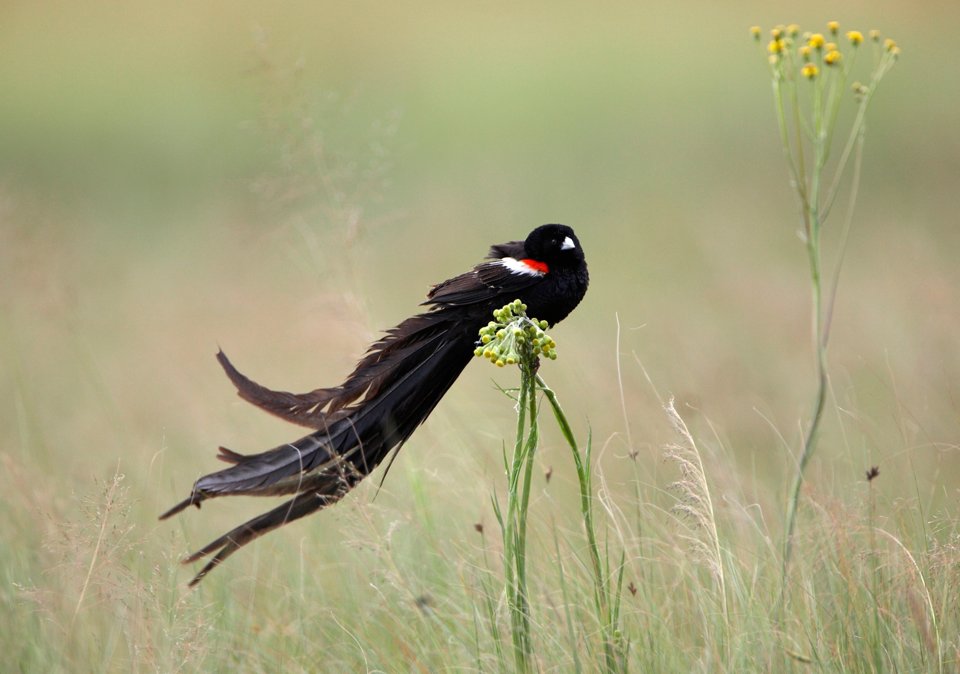 Nice Caboose: Animals With the Longest Tails | National Geographic