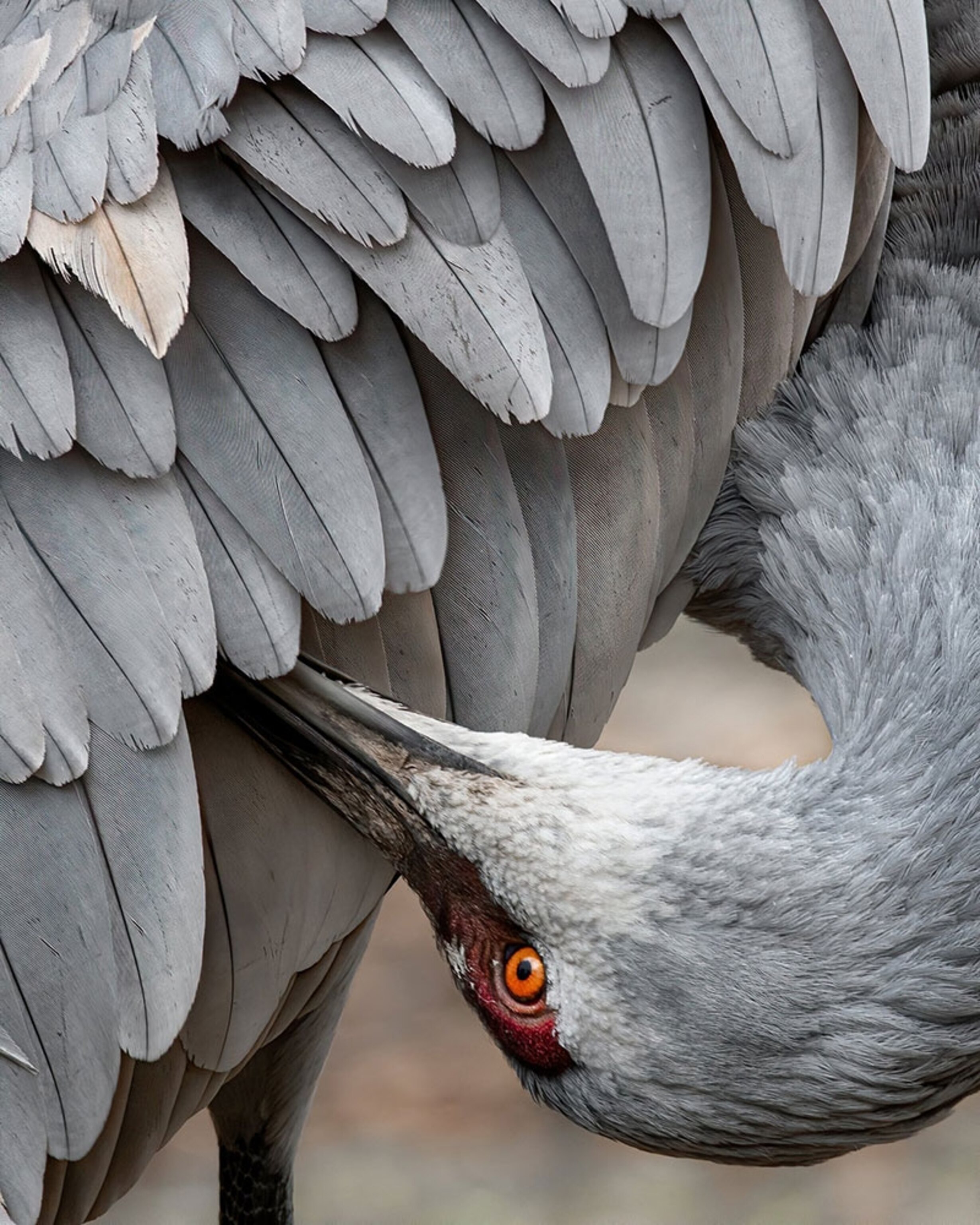 The new 'war on wolves' | National Geographic