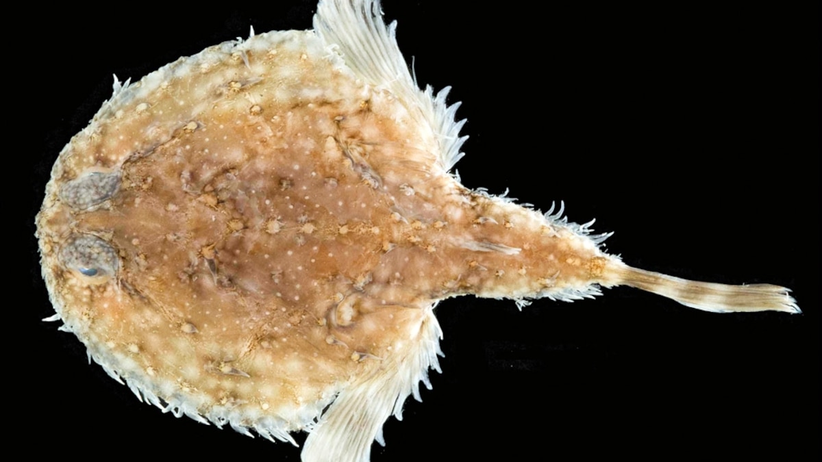 Two New "Walking" Batfish Species Found | National Geographic