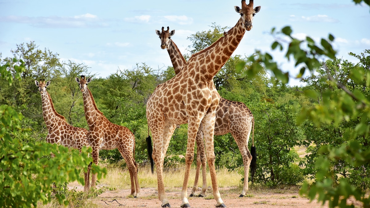 Free roam safari: a self-guided campervanning trip through South Africa ...