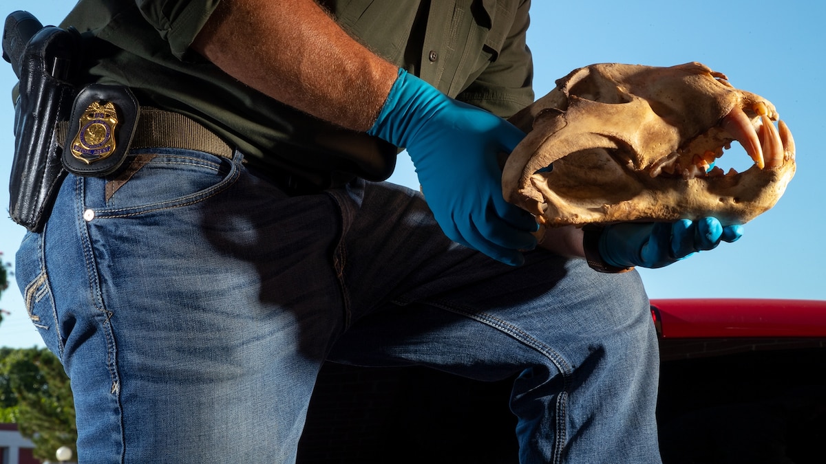 'Tiger King' sentenced to 22 years for violence against tigers and ...