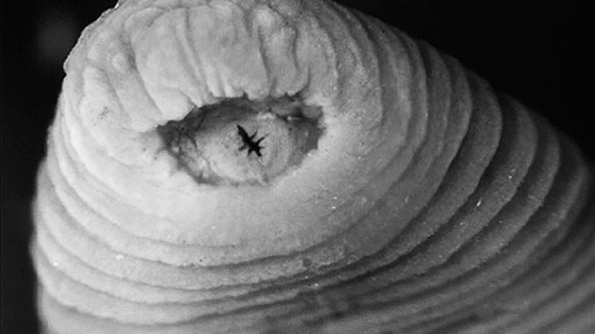"Tyrant King" Leech Discovered, Attacks Orifices | National Geographic