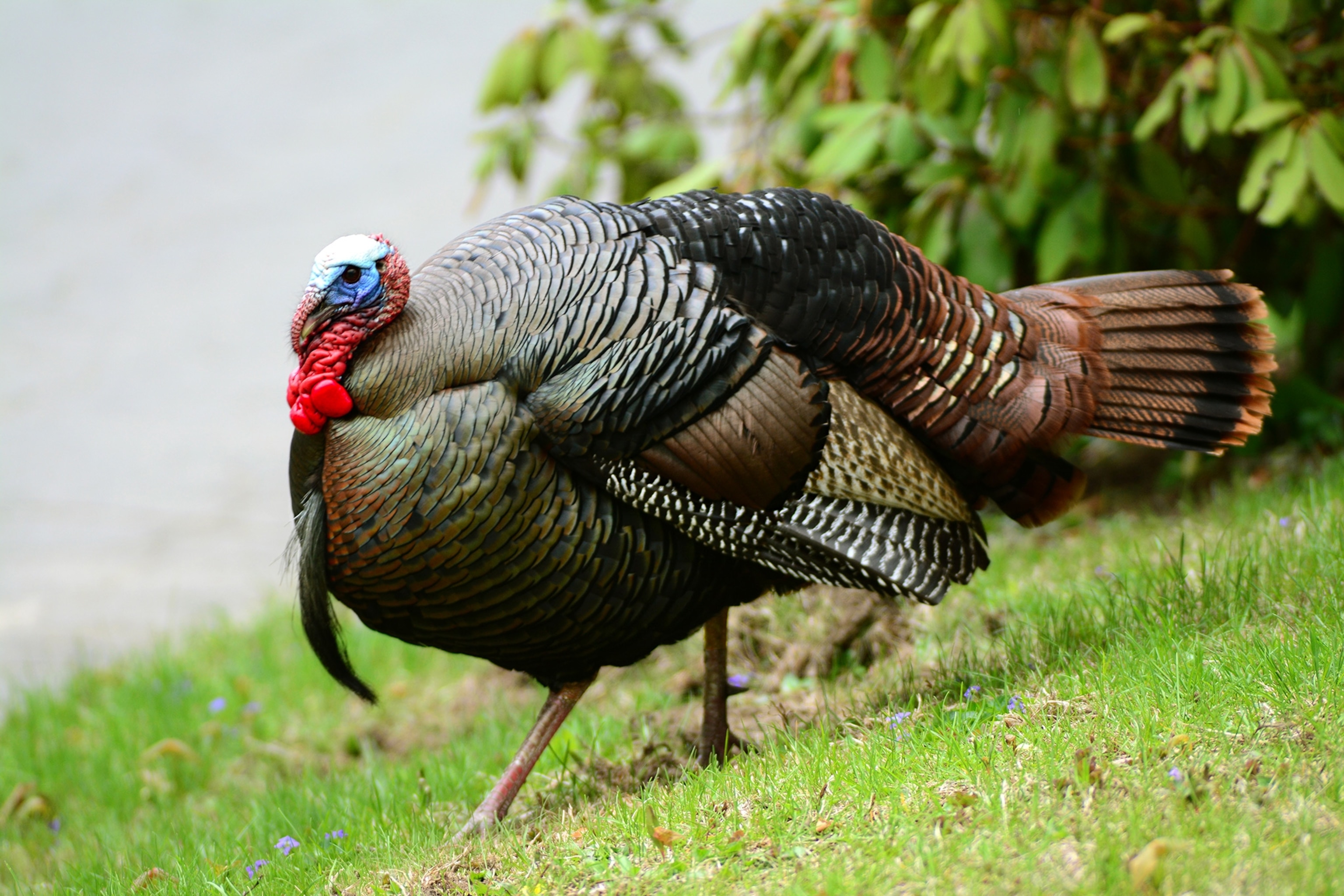 This Thanksgiving, Meet the Turkey's Glamorous Mexican Cousin