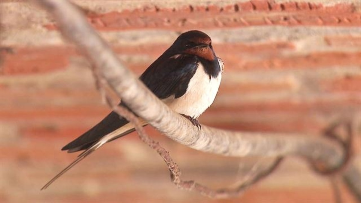 Second Silent Spring? Bird Declines Linked to Popular Pesticides ...