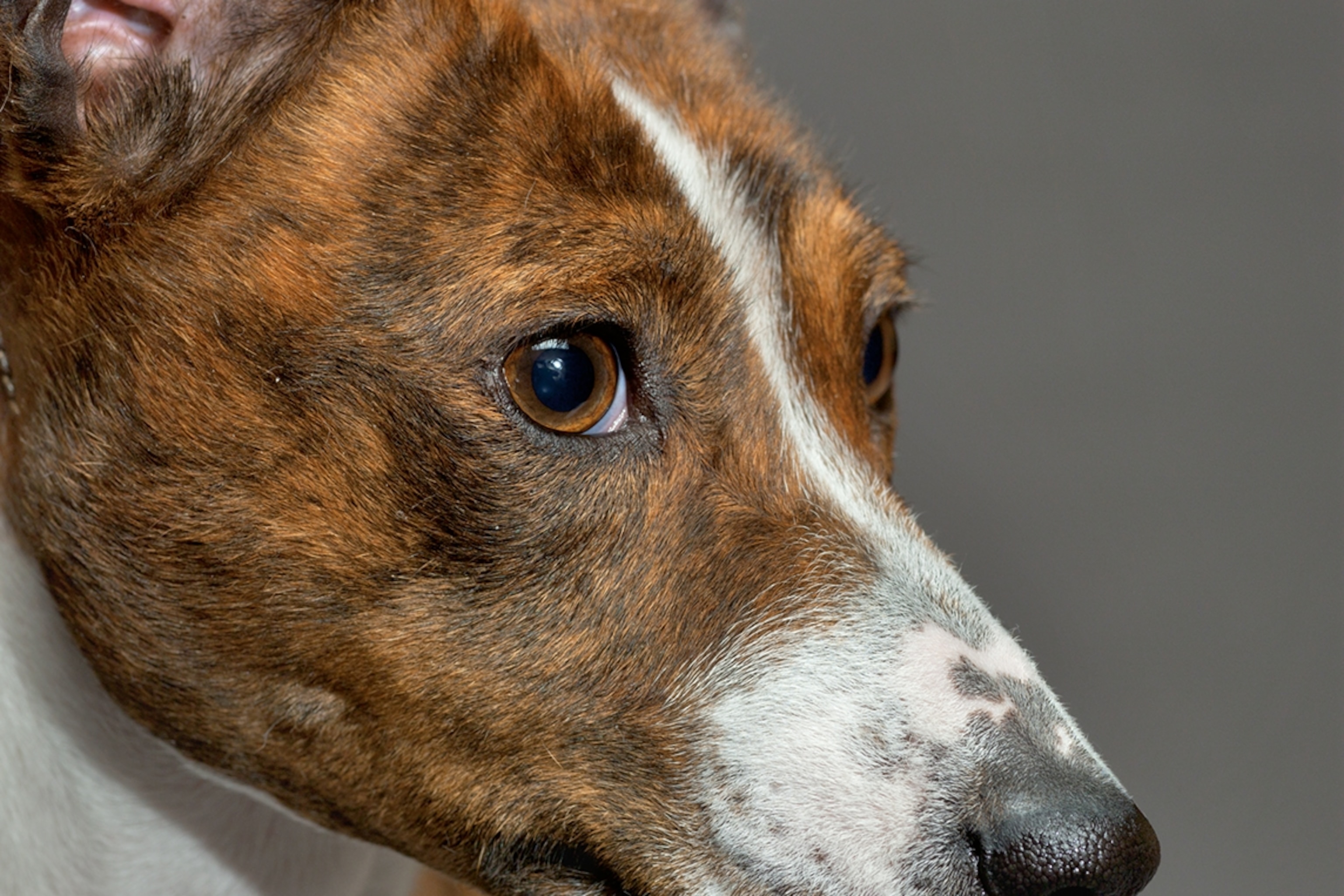 Demodex Dog Eye