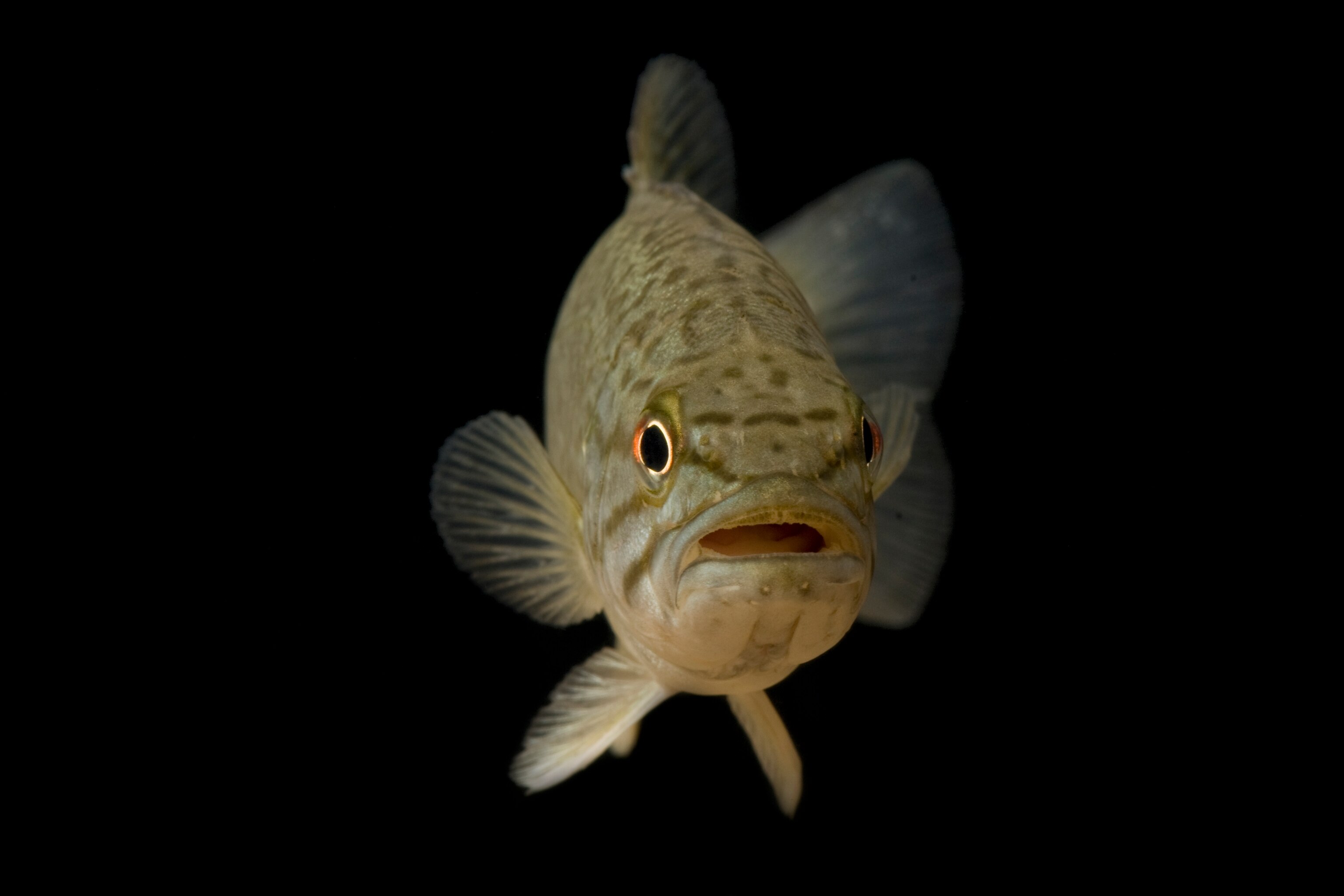 The high-stakes scramble to save the Appalachian monkeyface mussel