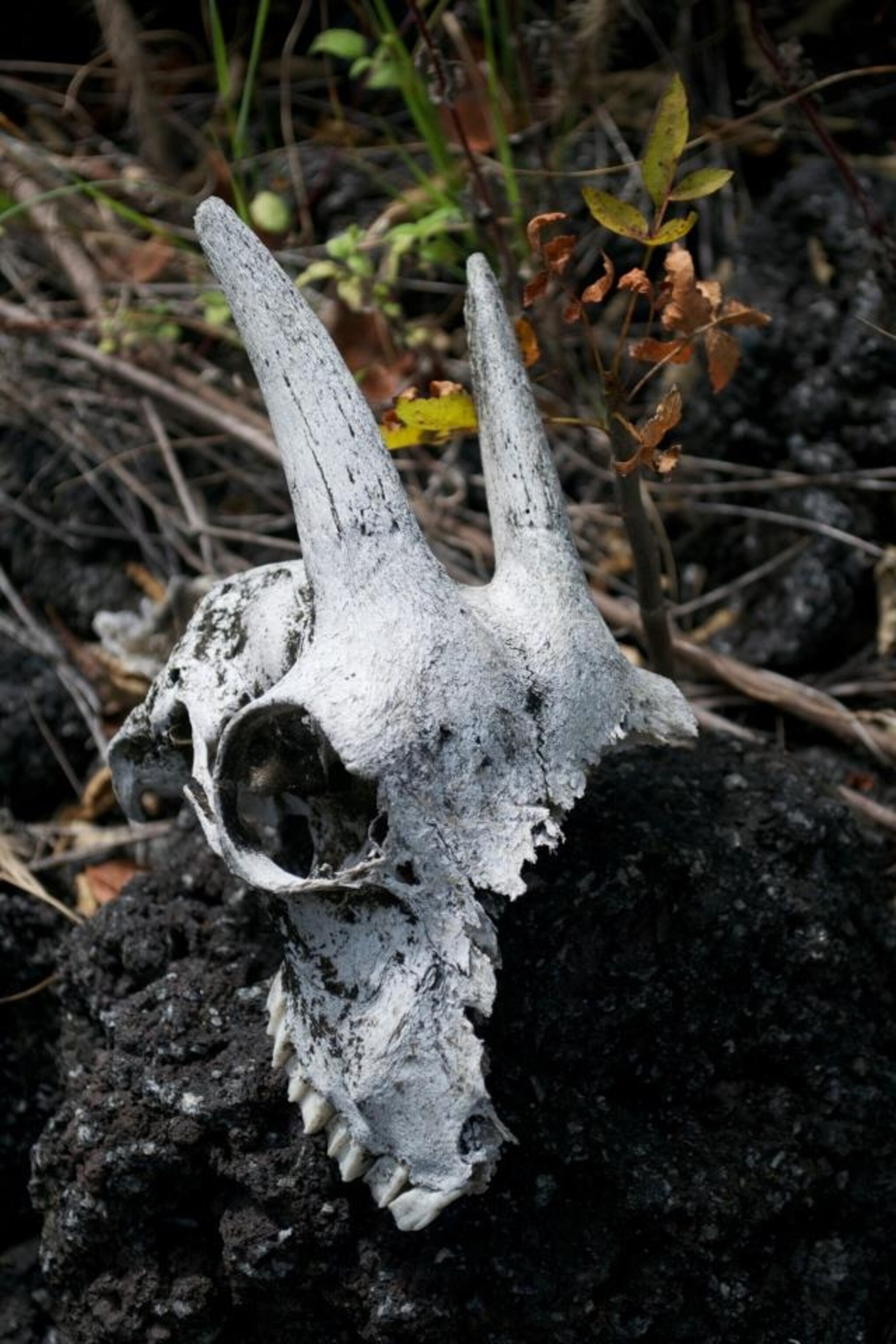 Galápagos Monday: When Conservation Means Killing | National Geographic