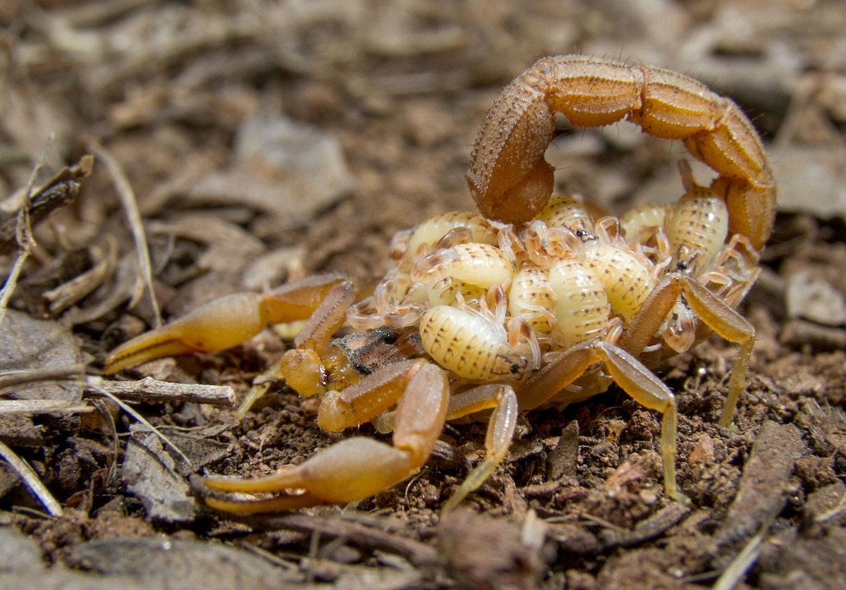 5 Animals That Carry Babies On Their Backs