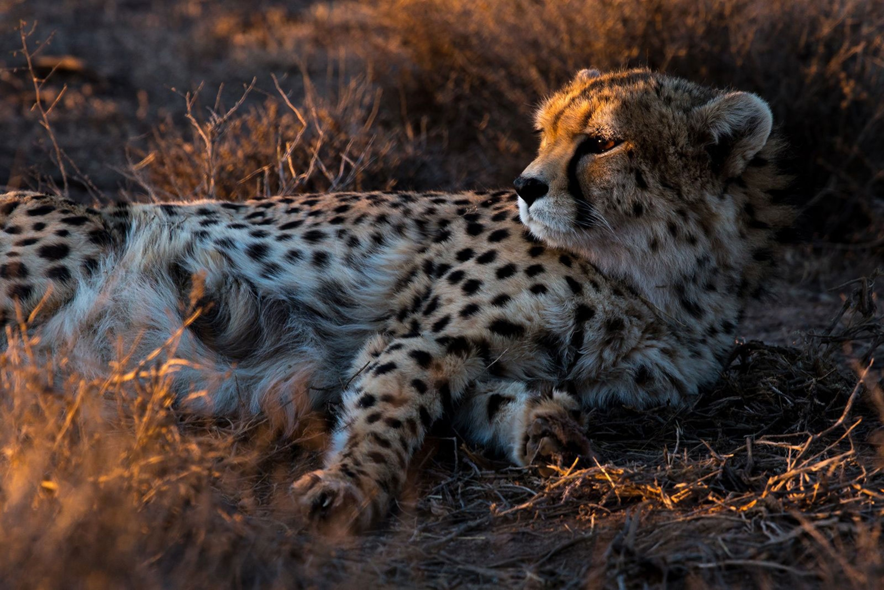 Stunning Pictures of Cheetahs in Action