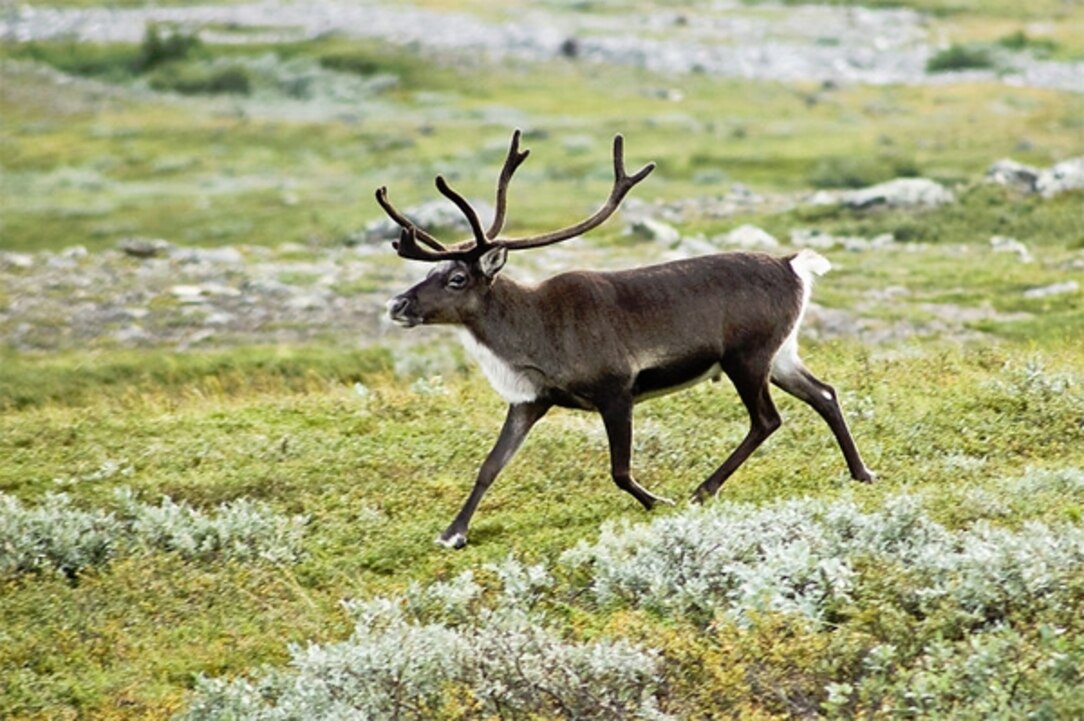 Caribou Eyes