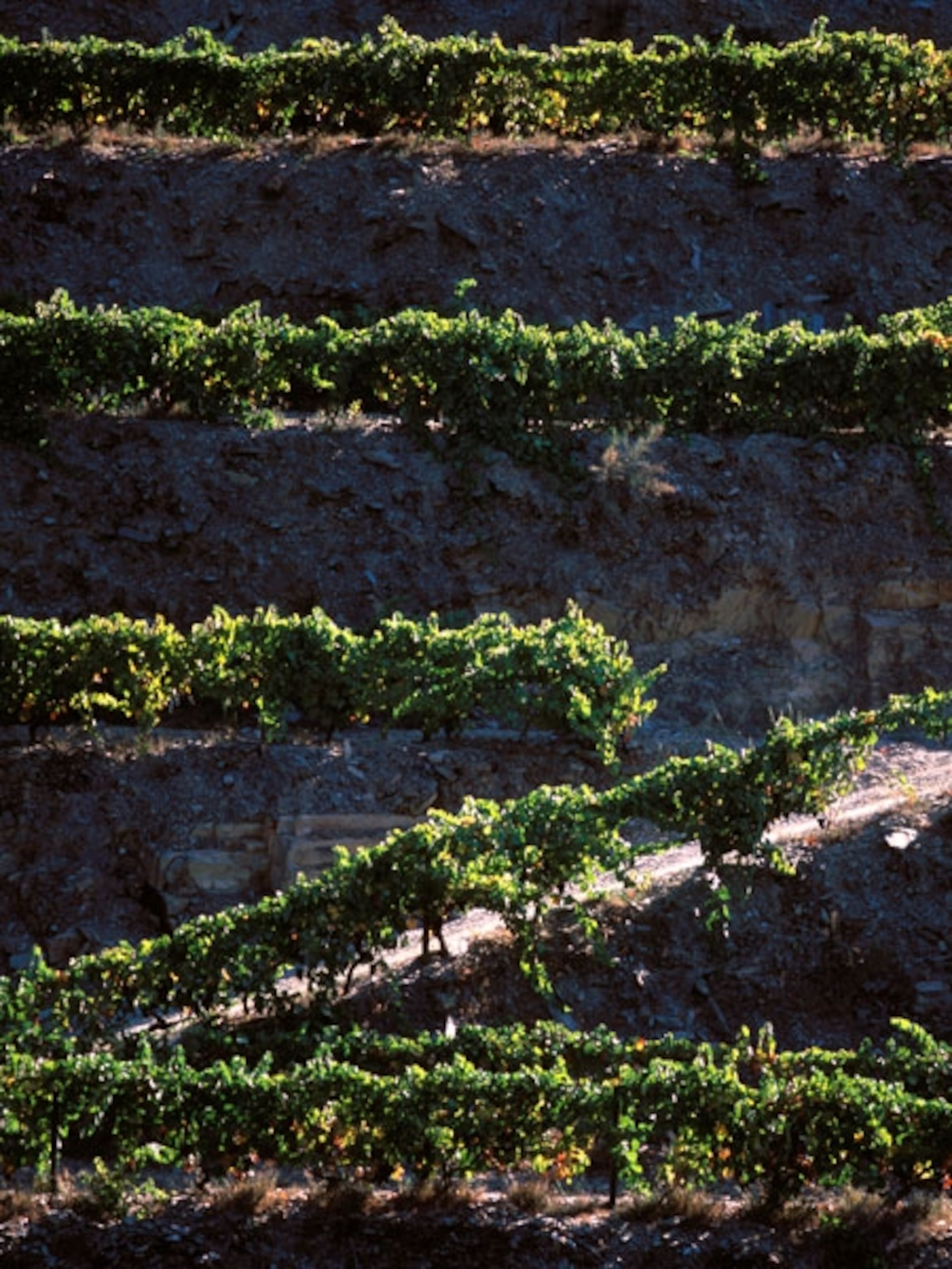 Vineyard Photos -- National Geographic