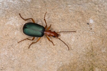 Bombardier beetles, facts and photos