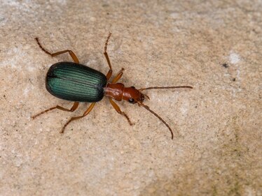 Bombardier beetles, facts and photos