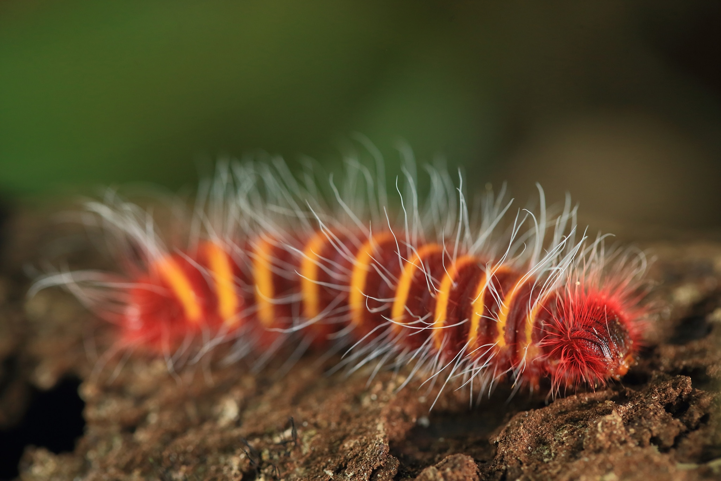 How a Deadly Prison Island Became a Natural Paradise