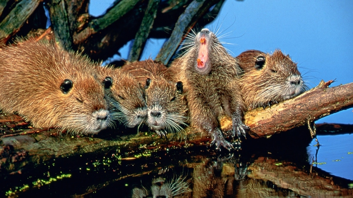 Five Years After Hurricane Katrina, Alien Rodents Return | National ...