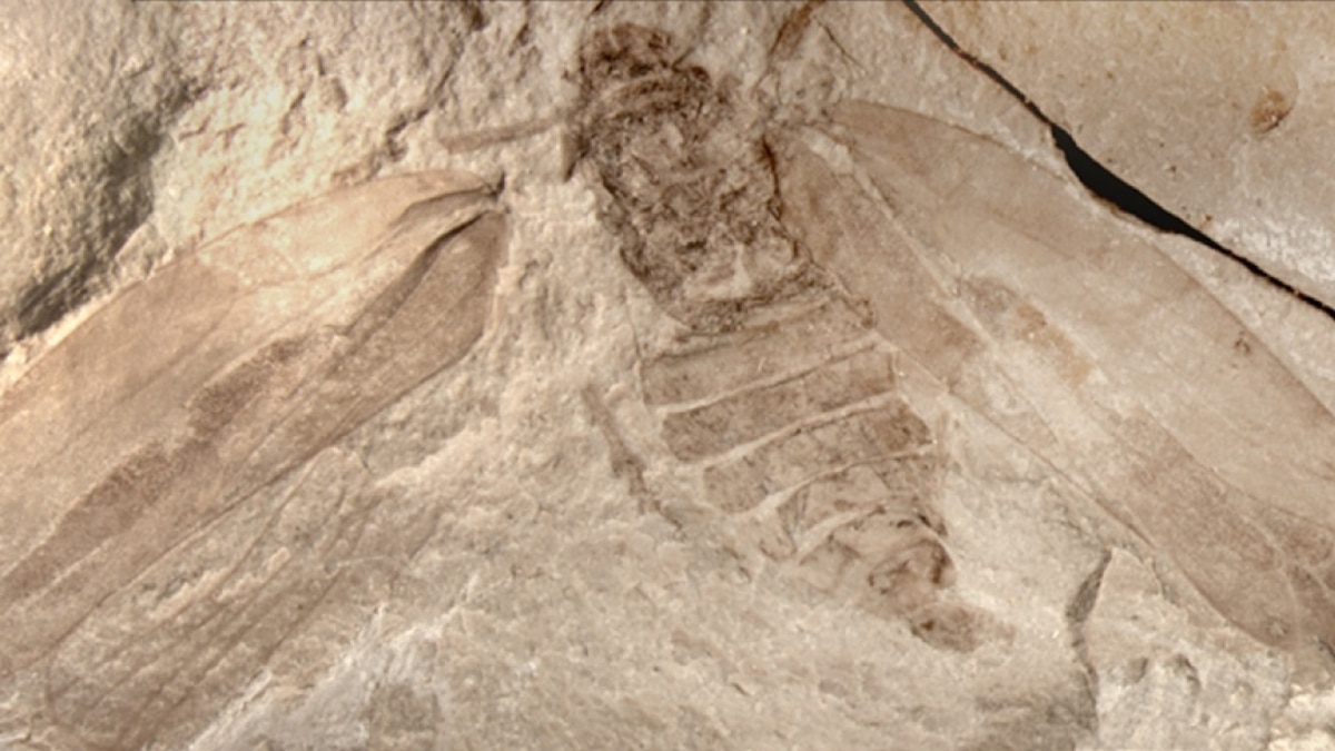 Jurassic Sex Set in Stone | National Geographic