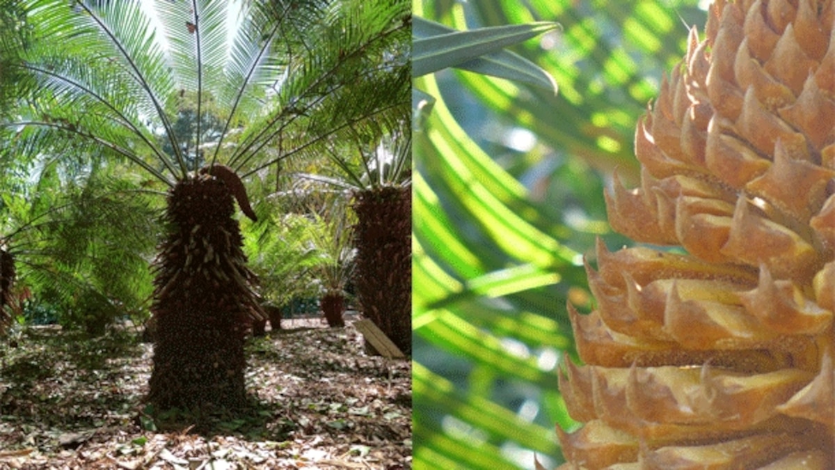 “Living fossil” cycad plants are actually evolution’s comeback kings ...