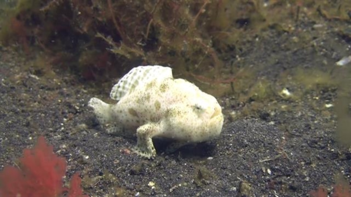 Why This Fish ‘Walks’ Along the Ocean Floor | National Geographic