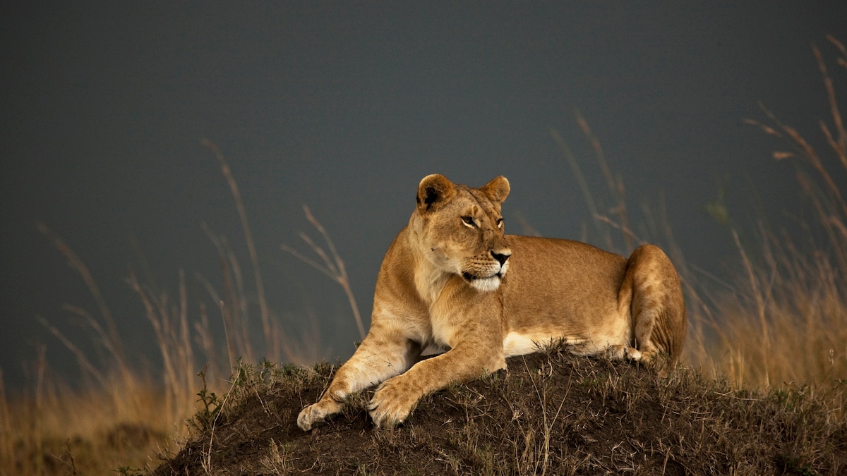 Opinion: Imagining a World Without Lions | National Geographic